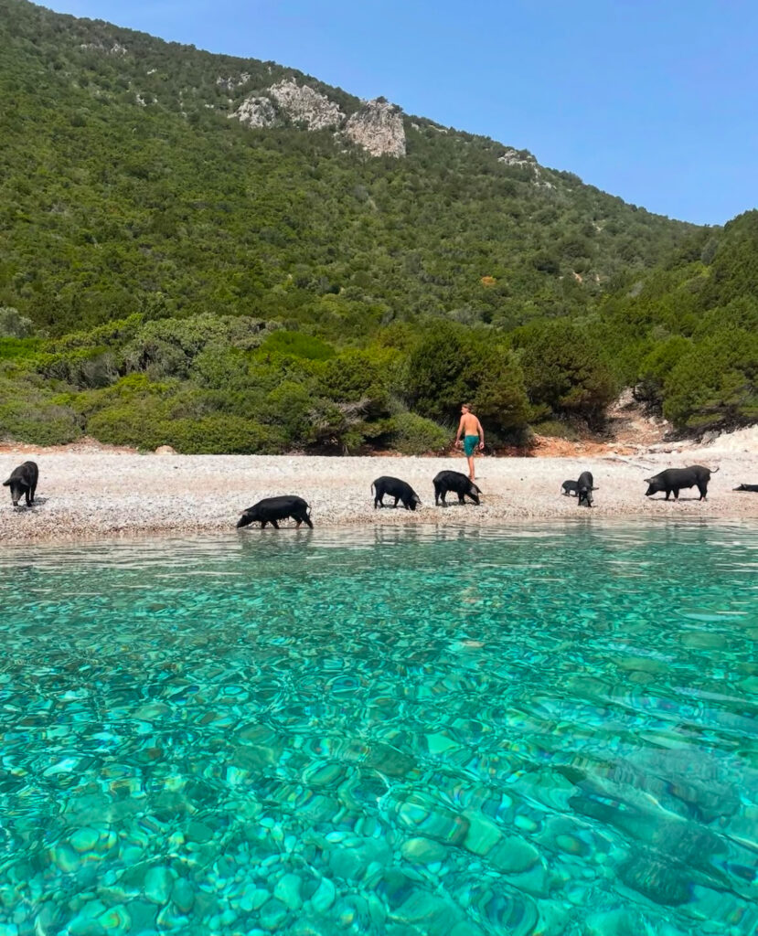 Pig Island Cruise - Trident Boats - Rent a boat in Lefkada
